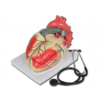 MODELLO CUORE LINEA VALUE - 4 parti - 3X